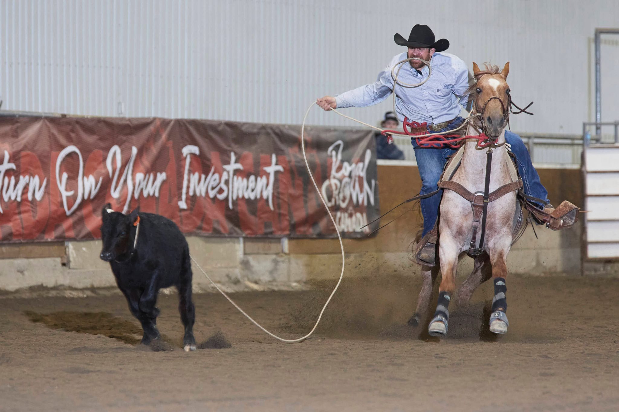 Stallions Quarter Horse – KJBridgeman